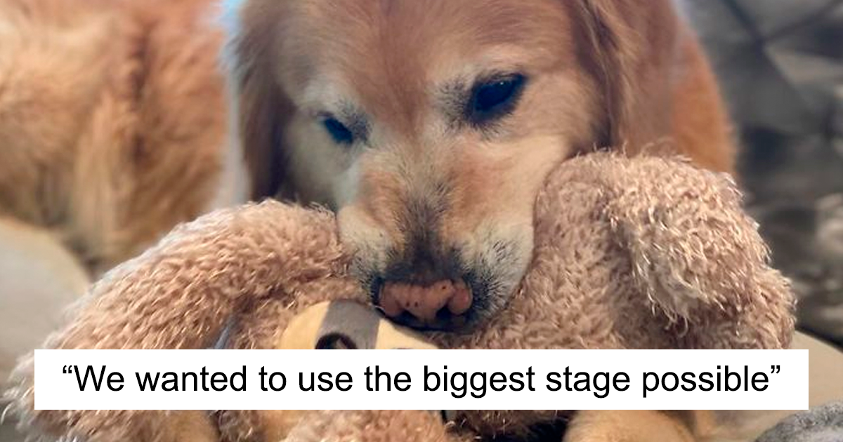 Vets Save Man’s Dog From Cancer, He Thanks Them With A $6M Super Bowl ...