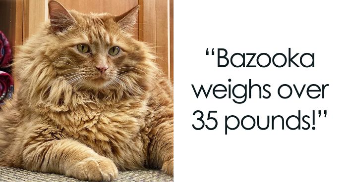 Bored Panda - The Only Magazine For Pandas