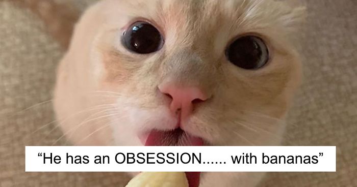 Cat Obsessed With Bananas Is Going Viral For How Inappropriate His Pics ...