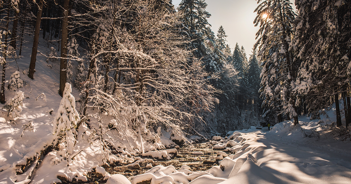 I’ve Got Lost In The Winter Wonderland And Captured These Photographs ...