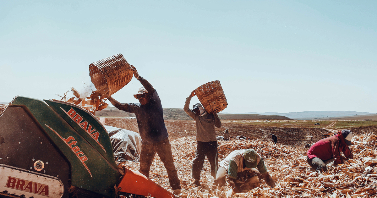Photographer Documents The Harvest For Straw Cigarettes Production ...