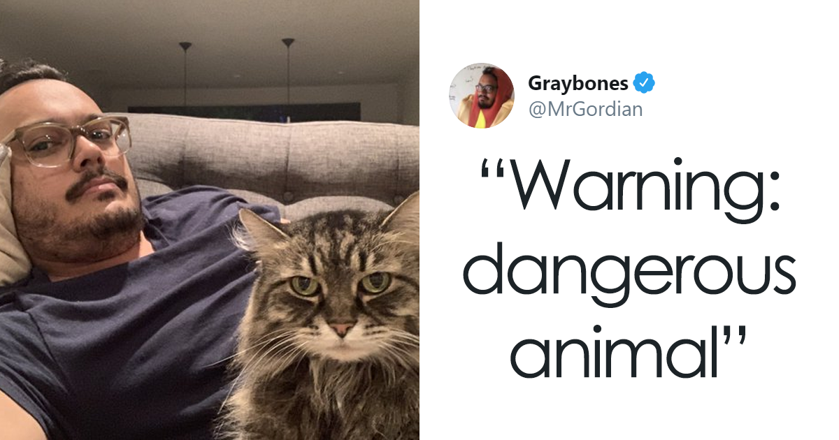 32 Funny Times People Realized How Mean Their Cats Actually Are | Bored ...