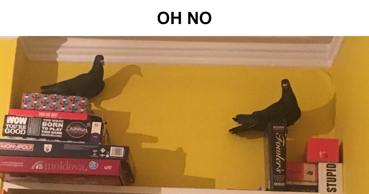 Woman Realizes Two Pigeons Have Been Sitting With Her In The Room For 2 ...