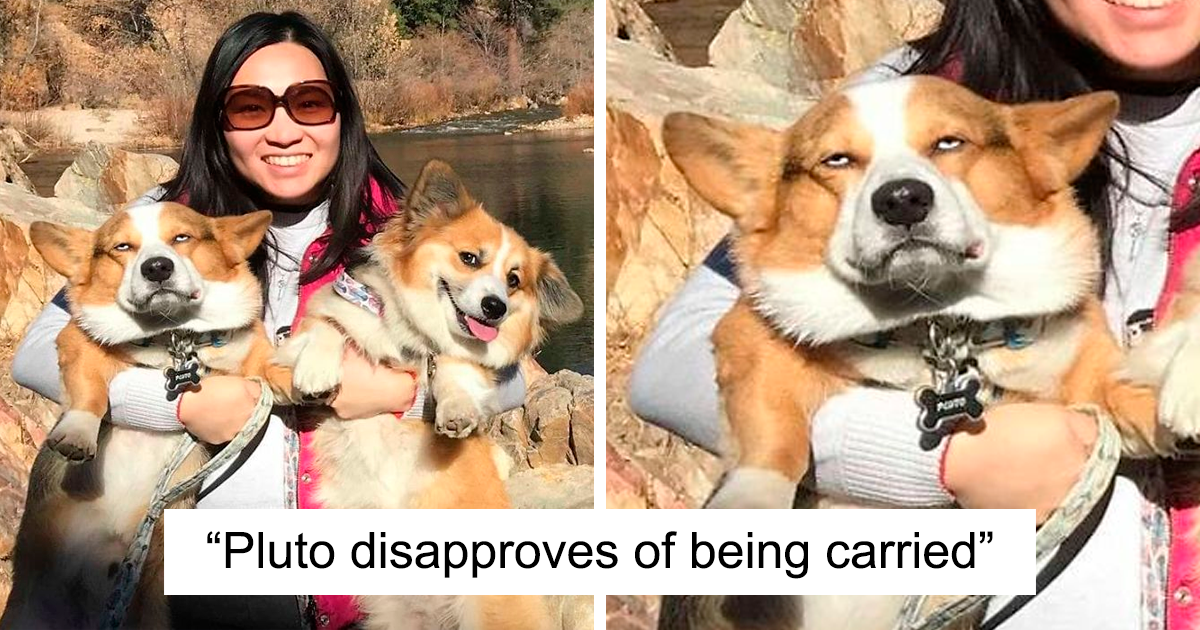 There’s A Facebook Group Dedicated To Pics Of Disapproving Corgis And ...