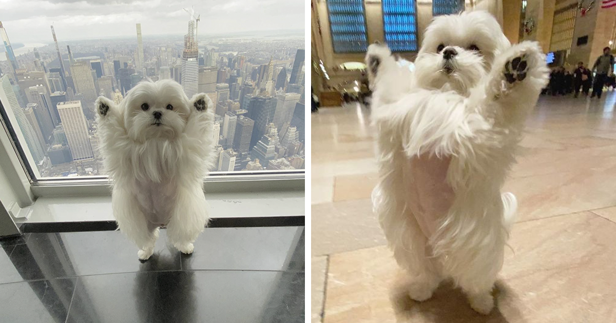 This Is Coco And She Really Likes To Stand On Her Back Feet (25 Pics ...