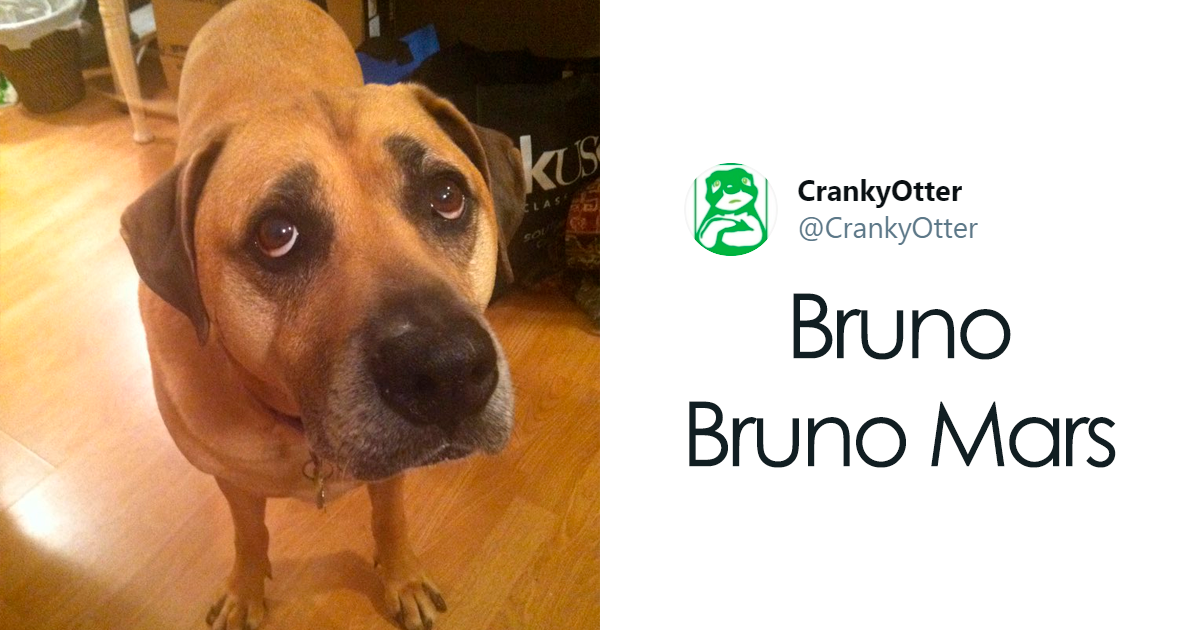 People Are Sharing The Hilarious Names They Now Call Their Pets Instead ...