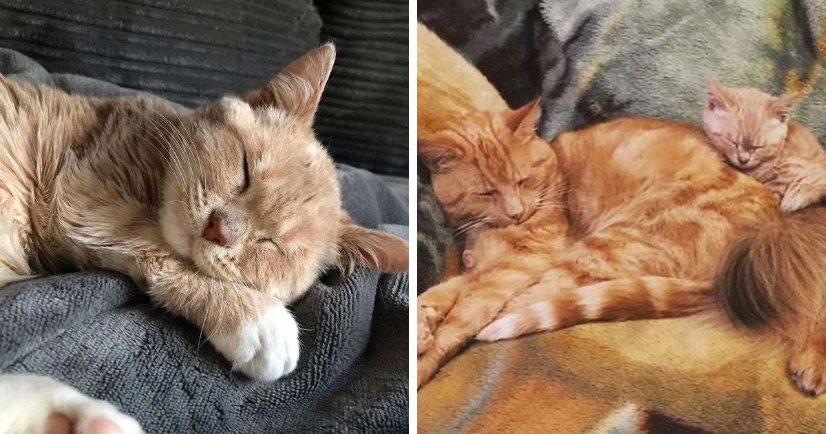 This Cat With Dwarfism Will Be Kitten-Sized Forever | Bored Panda