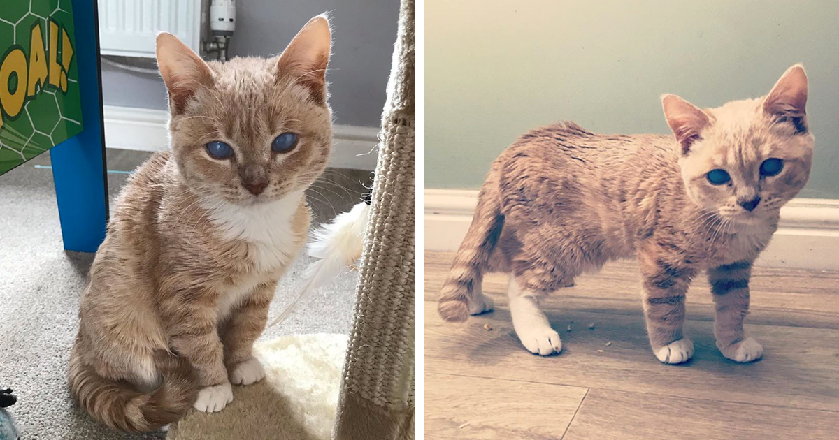This Cat Has A Rare Condition That Will Make Him Kitten-Sized Forever ...