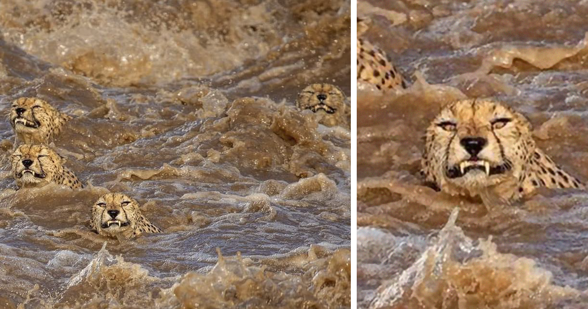 Photographers Get To Witness 5 Cheetahs Crossing A Flooded River ...