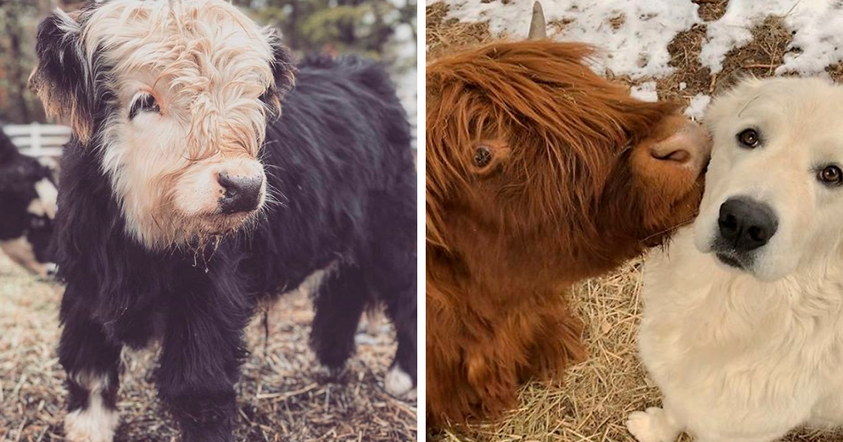 There’s A Twitter Account That Posts Cow Pics Every Day Just To Make ...