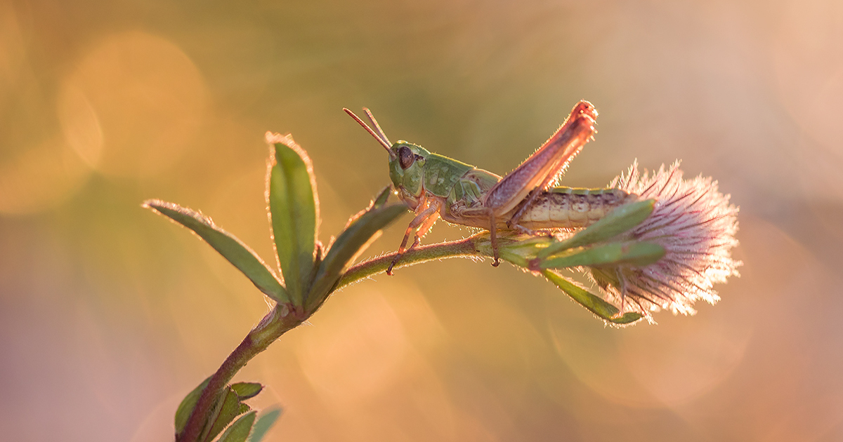 My Macro Photography Of Tiny Creatures | Bored Panda