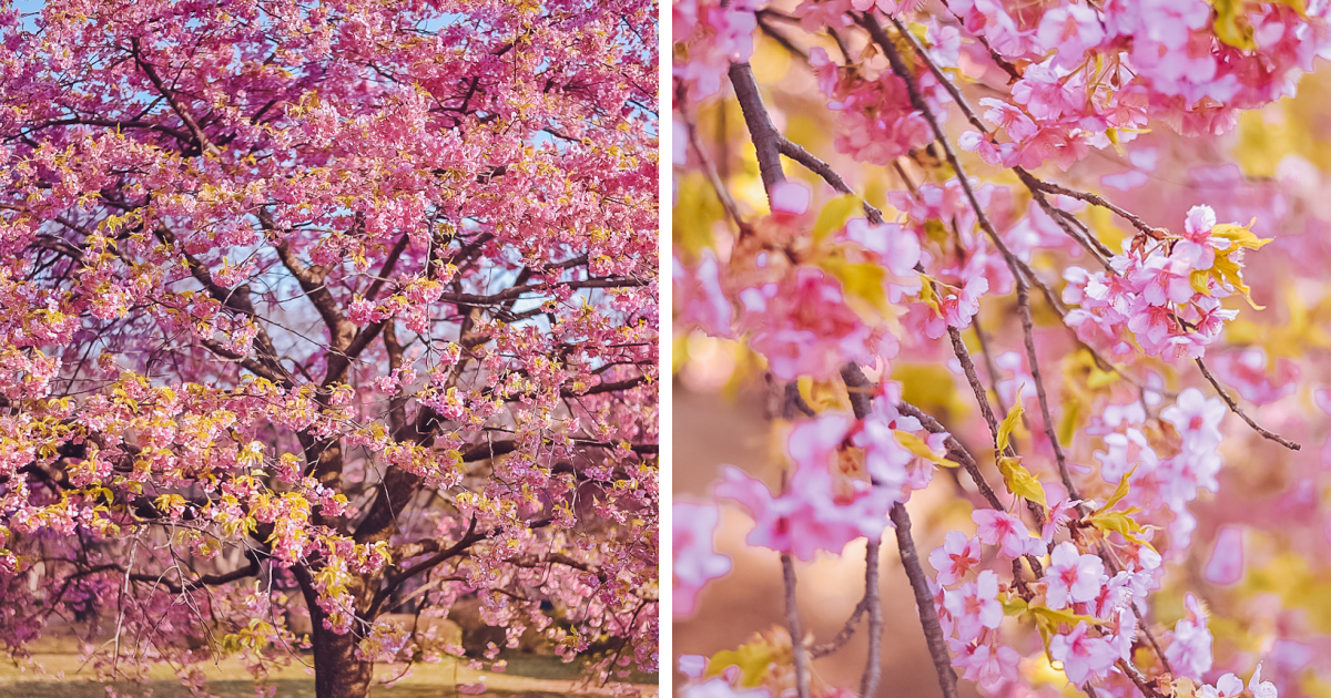I Photographed The Early Sakura Blooms In Tokyo, Japan | Bored Panda