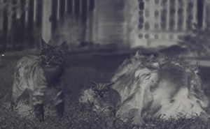 Hot Mess: Men Pose As Sizzling Motorcycle Models (18 pics) | Bored Panda