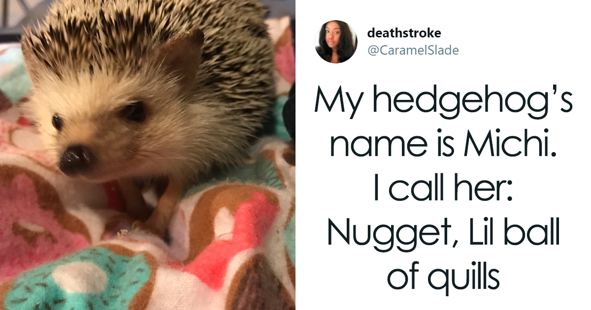 People Are Sharing The Names They Now Call Their Pets Instead Of The ...