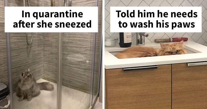 People Are Sharing Photos Of Their Cats In Quarantine And Here Are 32 ...