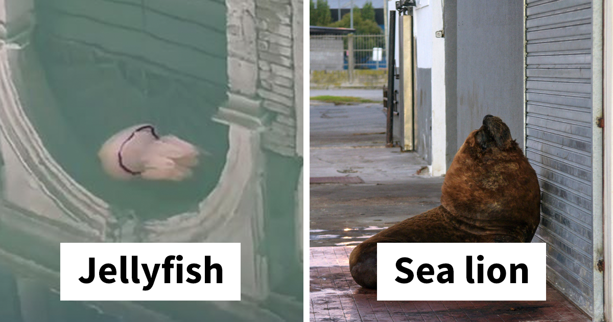 Animals Invade Cities As People Quarantine Themselves At Home (24 New ...