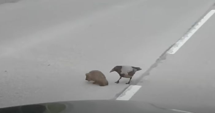 This Crow Appears To Be Helping A Hedgehog Cross The Street | Bored Panda