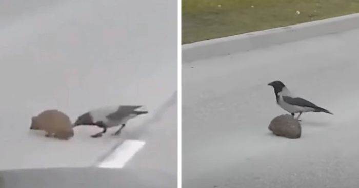 This Crow Appears To Be Helping A Hedgehog Cross The Street | Bored Panda