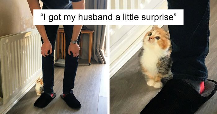 40 Pets Lovingly Staring Into Their Owners’ Souls That Are Warming ...