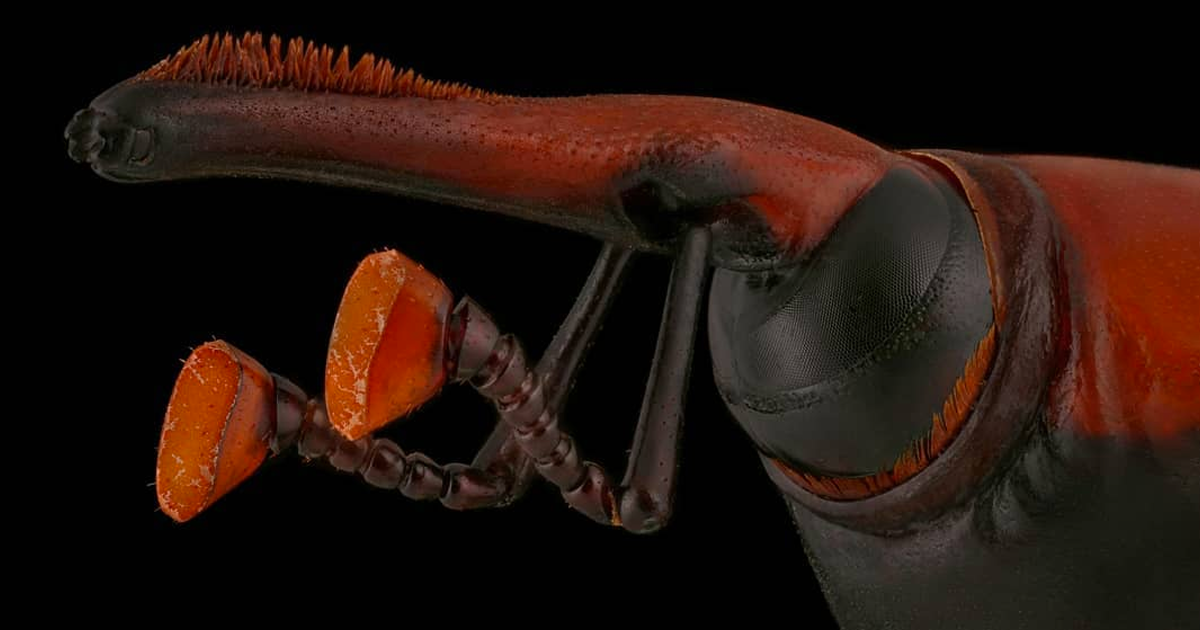 Photographer Captures The Small Worlds Of Insects That You Might Never ...