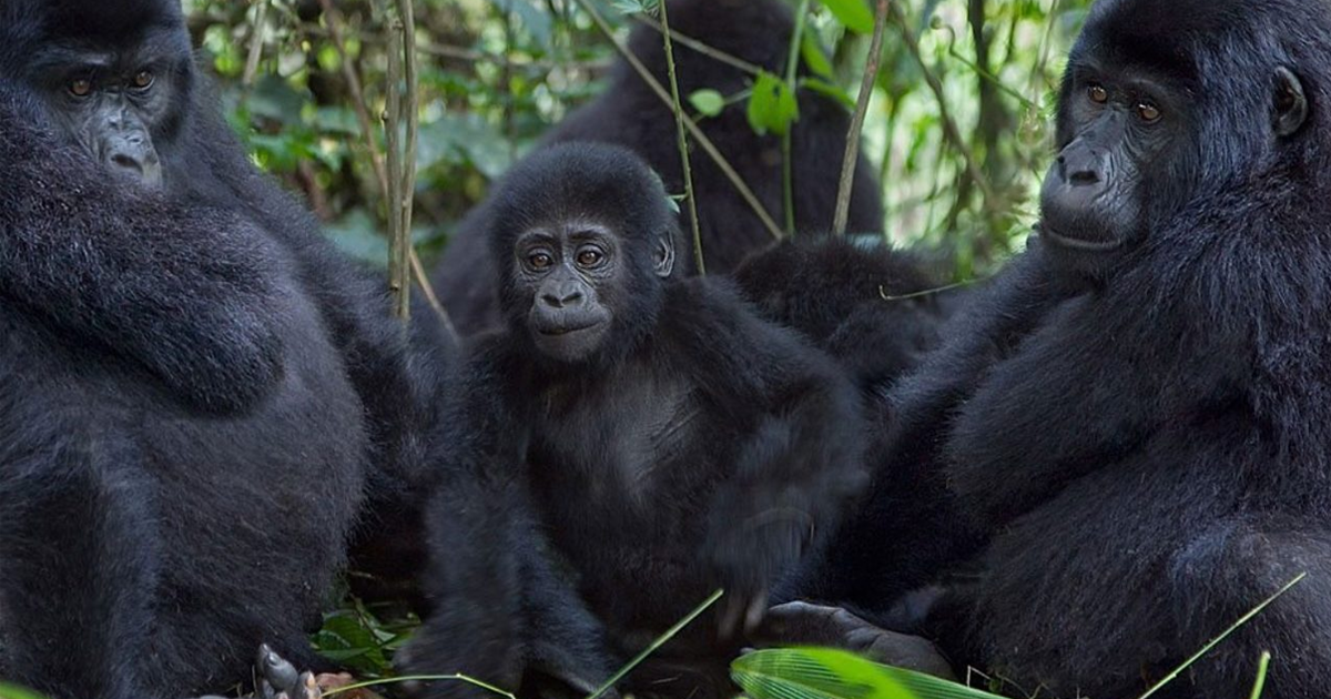 Robot ‘Gorilla’ Pretends To Be One Of The Pack, Captures Never Before ...