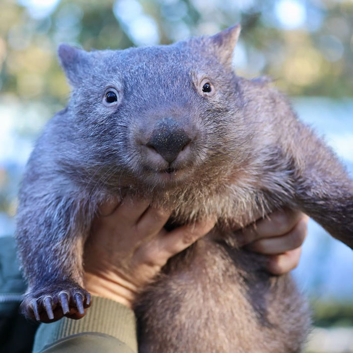 Adorable Video Of A Koala And A Wombat Who Became Best Friends During ...