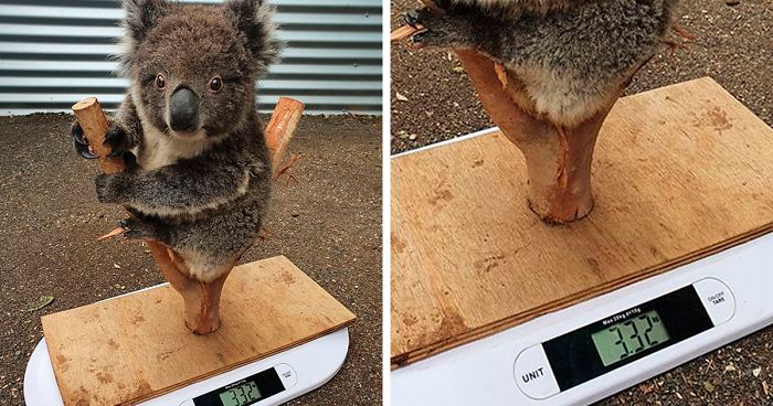 41 Trucos que usan los cuidadores para pesar a los animales