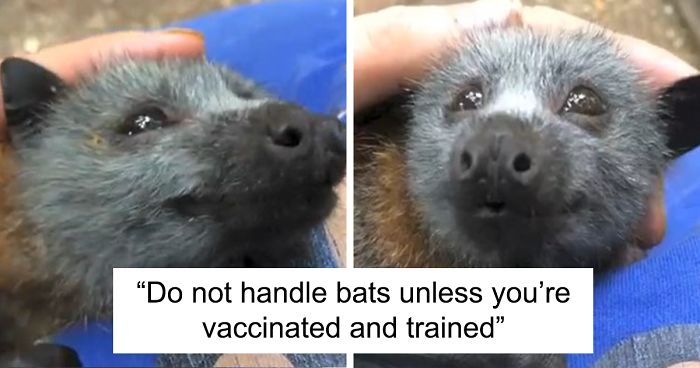 Bored Panda - The Only Magazine For Pandas