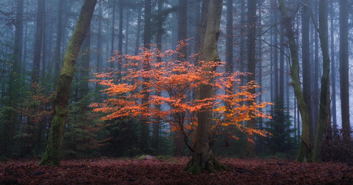 I Photographed The Same Forest For 7 Years During All Seasons | Bored Panda