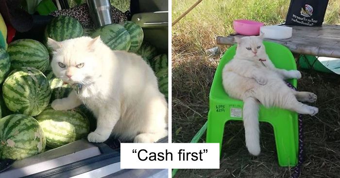 Bored Panda - The Only Magazine For Pandas