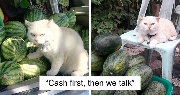 Bored Panda - The Only Magazine For Pandas