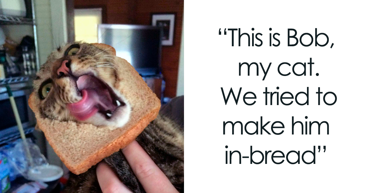 The Internet Is Loving 'Inbread' Animals And Here Are The 107 Funniest ...
