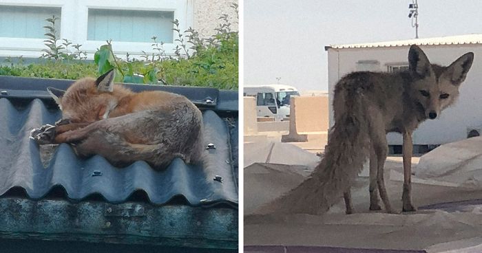 Bored Panda - The Only Magazine For Pandas