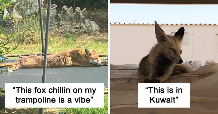 Bored Panda - The Only Magazine For Pandas