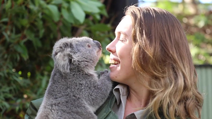 Adorable Video Of A Koala And A Wombat Who Became Best Friends During ...