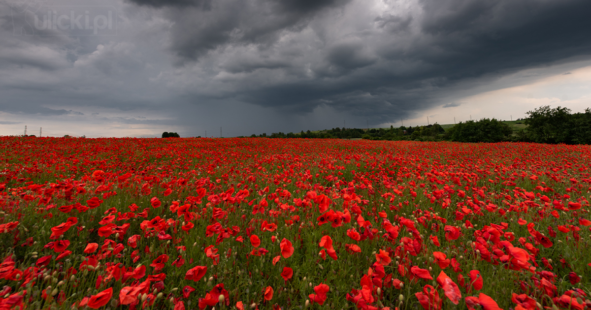 I Photographed Poppy Fields During A Storm (6 Pics) | Bored Panda