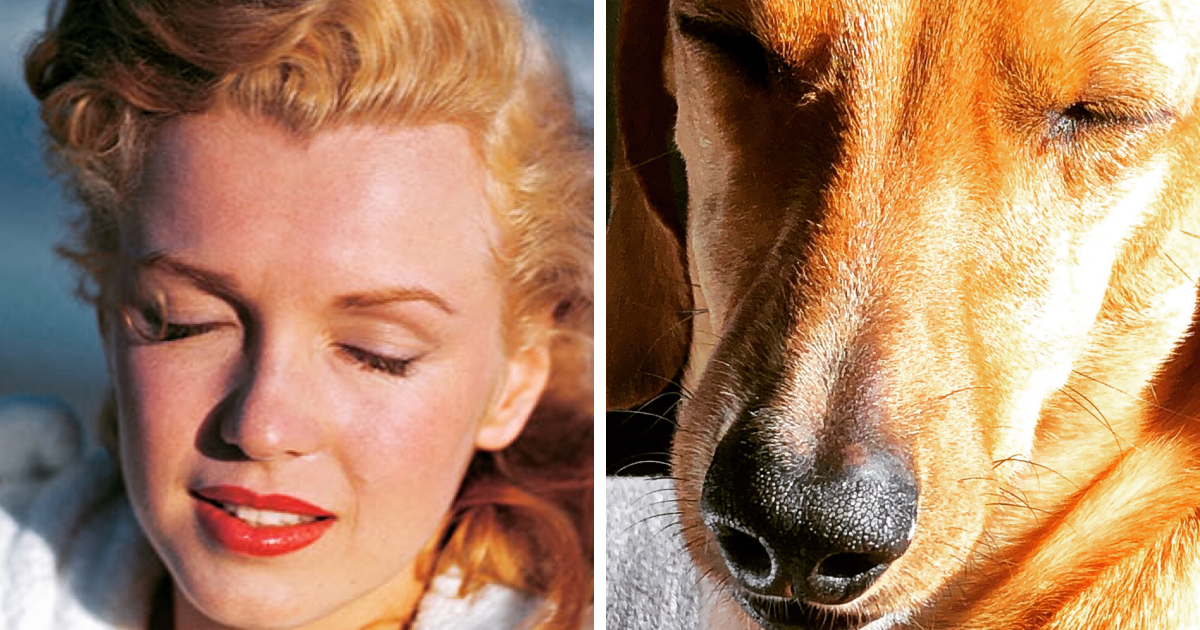 We Compare Our Dog Remy With Celebrities | Bored Panda