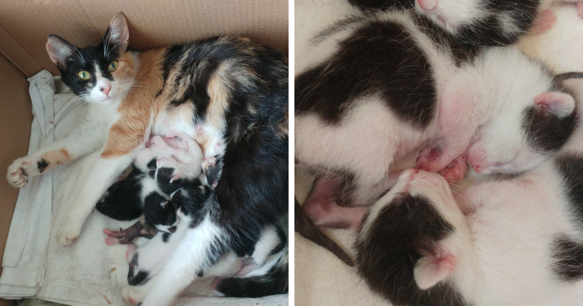 I Captured How A Stray Cat Gave Birth To 5 Lovely Kittens | Bored Panda