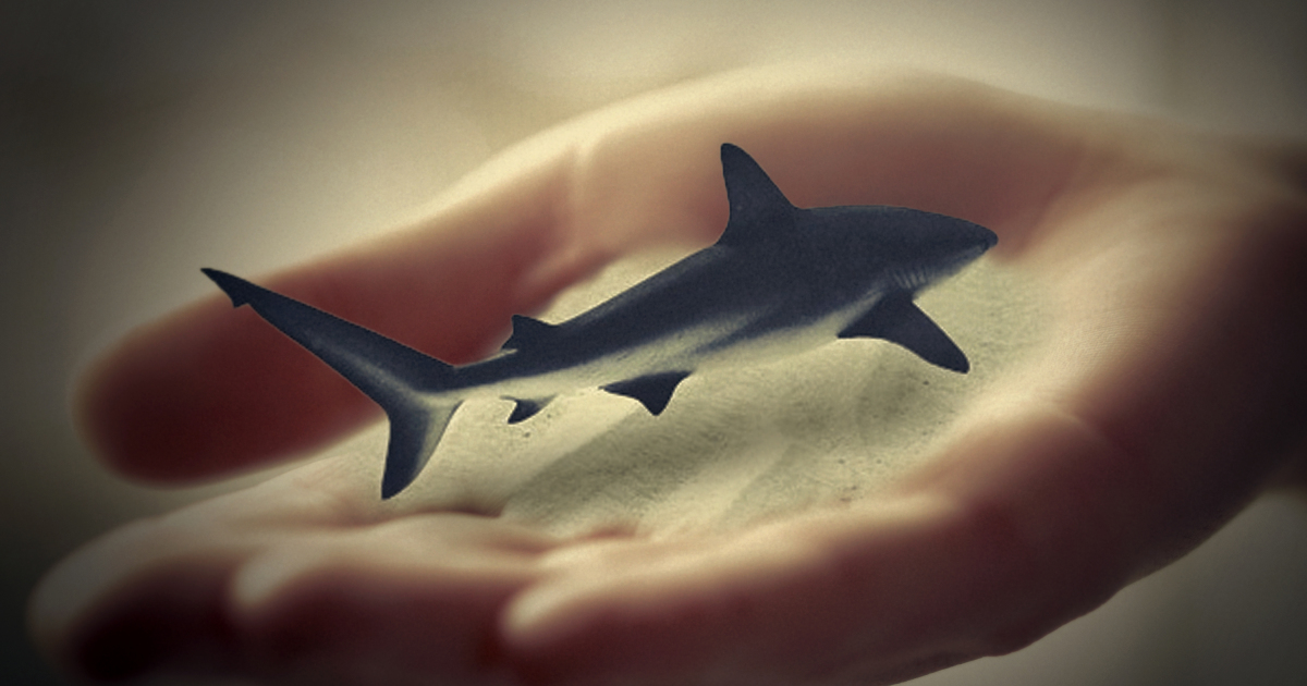 I Create These Photo Manipulations With Animals And Nature (10 Pics ...