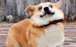 30 Weird Animal Facts They Didn't Teach You In School | Bored Panda