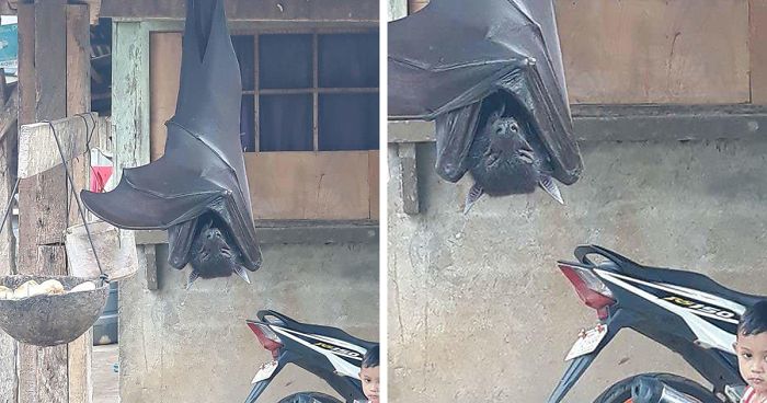 People Are Horrified Over This Enormous 'Human-Sized' Bat | Bored Panda