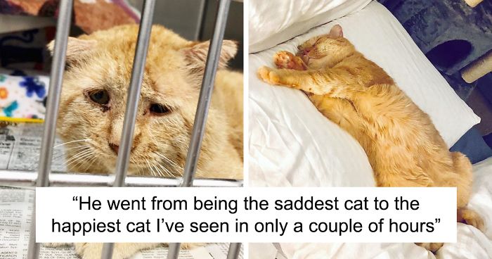 'Saddest Cat' Looks Unrecognizable A Year After Being Adopted | Bored Panda