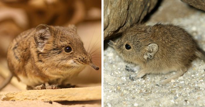 Animals | Bored Panda