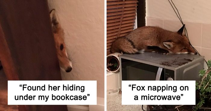 Animals | Bored Panda