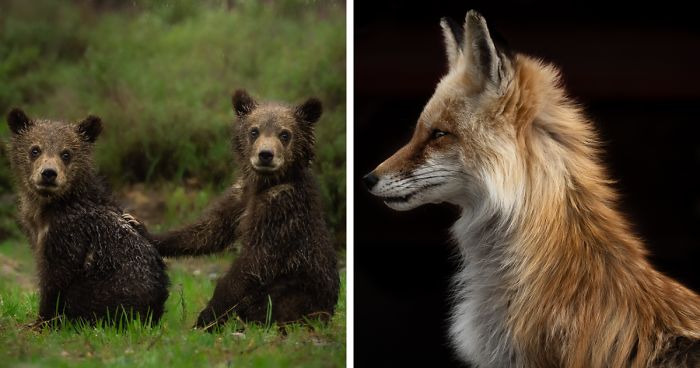Animals | Bored Panda