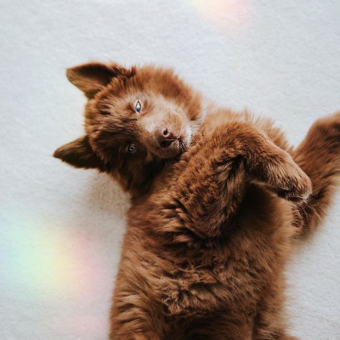 I Have This Fully Brown Siberian Husky And He Is Very Adorable (69 Pics ...