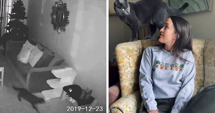 Owner Sets Up A Cam To Check On Her Cat, Finds “Heartbreaking Evidence ...