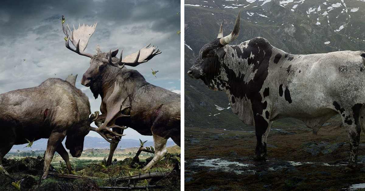 37 Surreal And Magical Animal Images By Simen Johan | Bored Panda