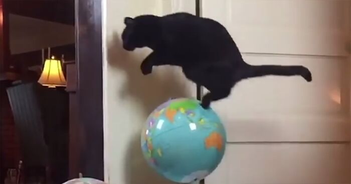 This Cat Leaps Into The Air Each Time She Goes Over This Exact Same ...