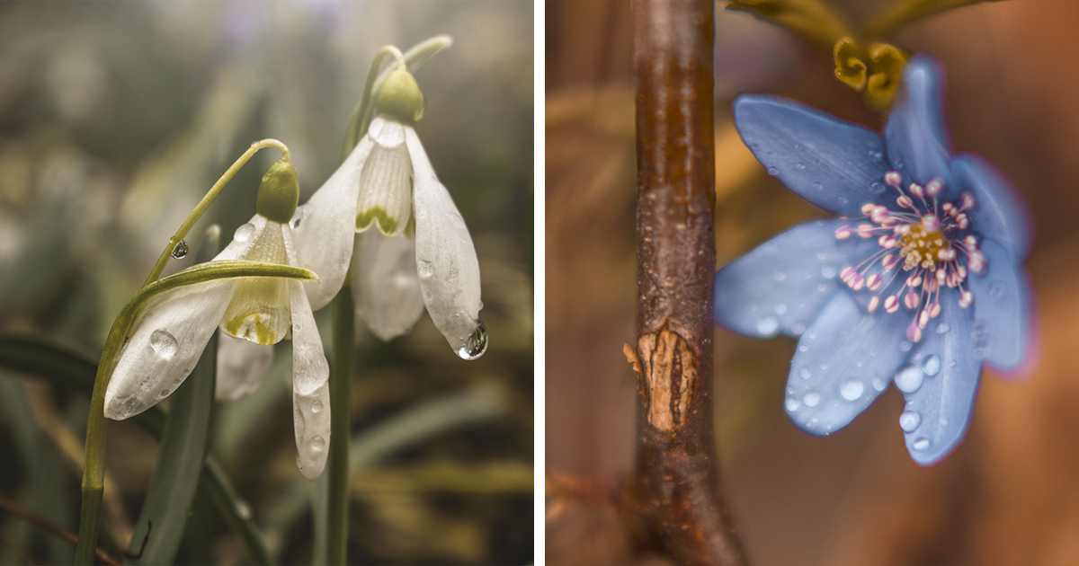 I Captured These 34 Macro Photos Of Flora And Fauna | Bored Panda